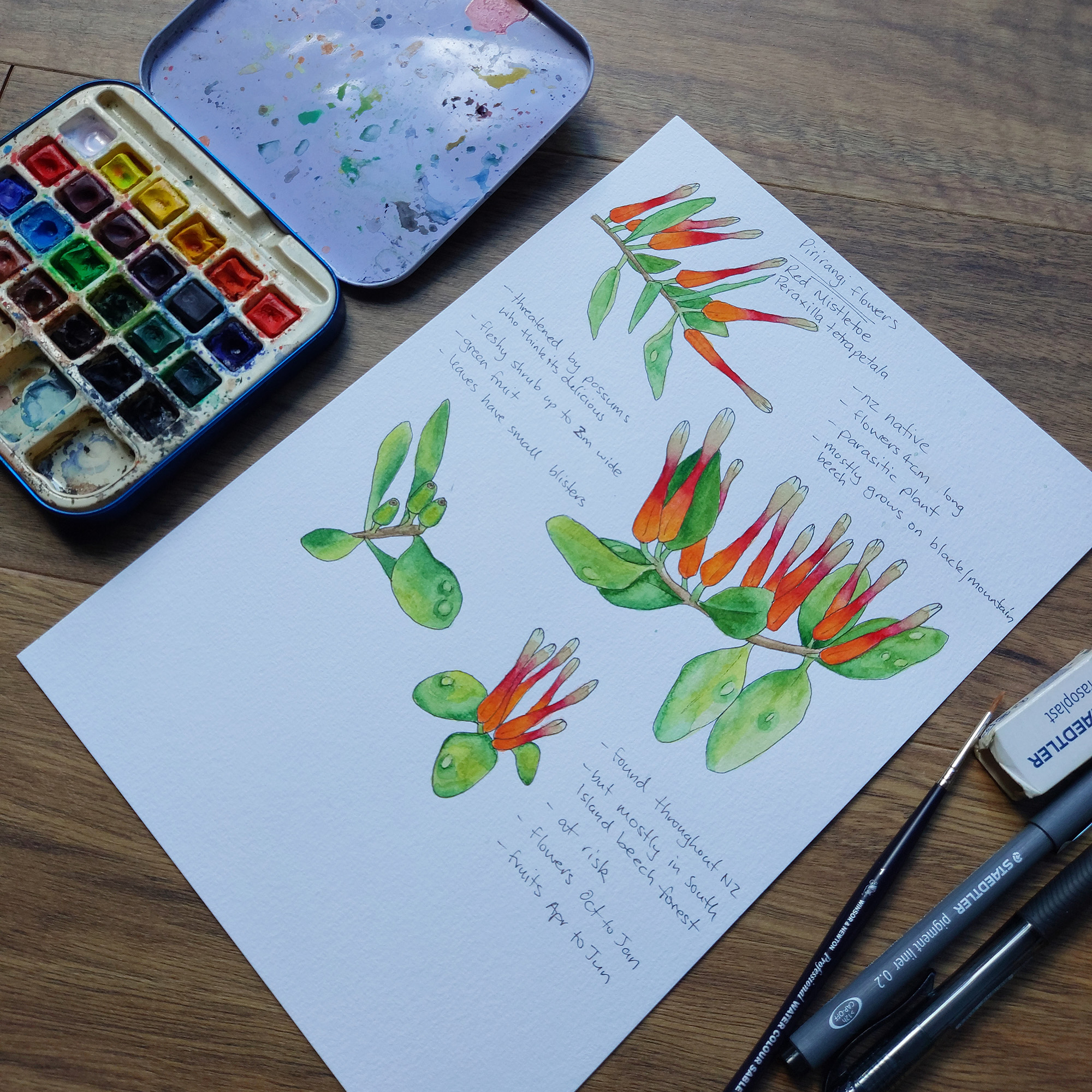 New Zealand illustration portfolio - Penny Royal Design